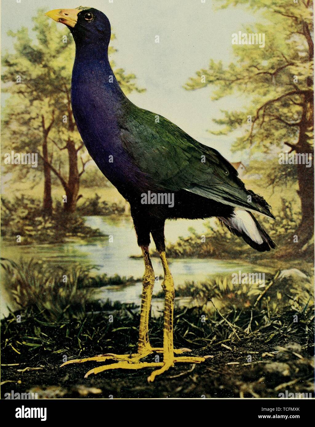 Drawing of the purple gallinule hi-res stock photography and images - Alamy