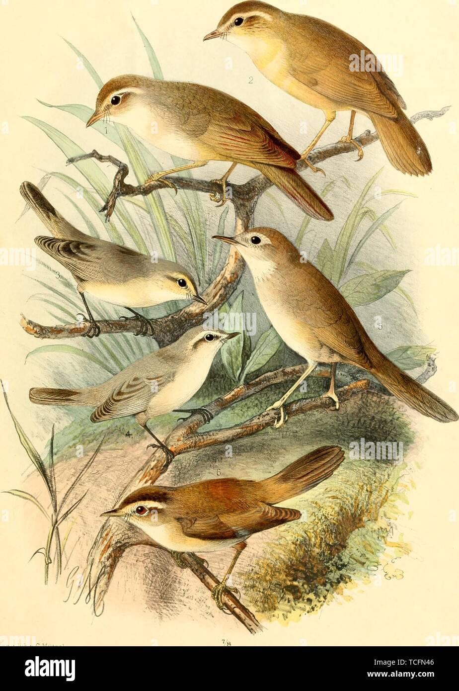 Feodor dmitrievich pleske hi-res stock photography and images - Alamy