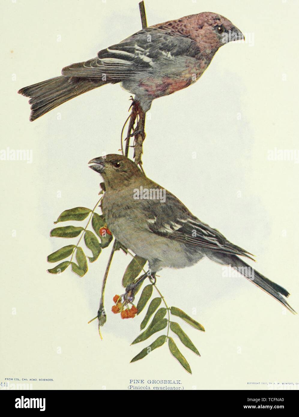 Engraved drawing of the Pine Grosbeaks (Pinicola enucleator), from the ...