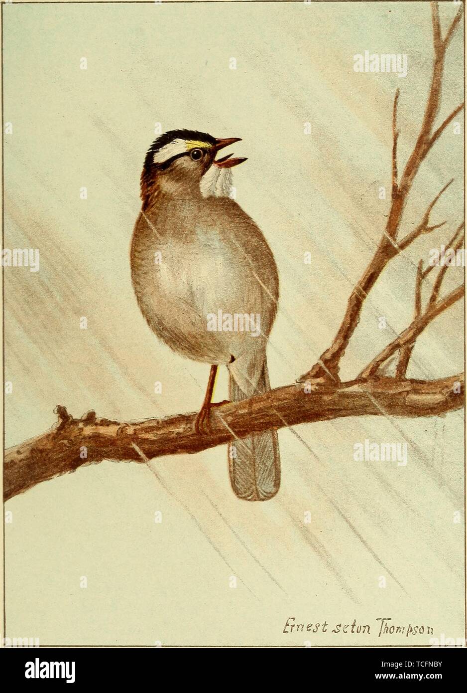 Engraved drawing of the White-throated Sparrow (Zonotrichia albicollis ...