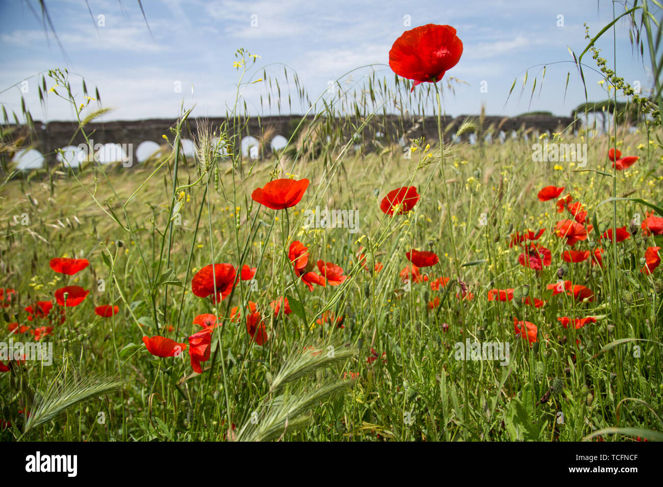 Roma, Italy. 06th June, 2019. Poppies field at the Roman Aqueducts Park ...