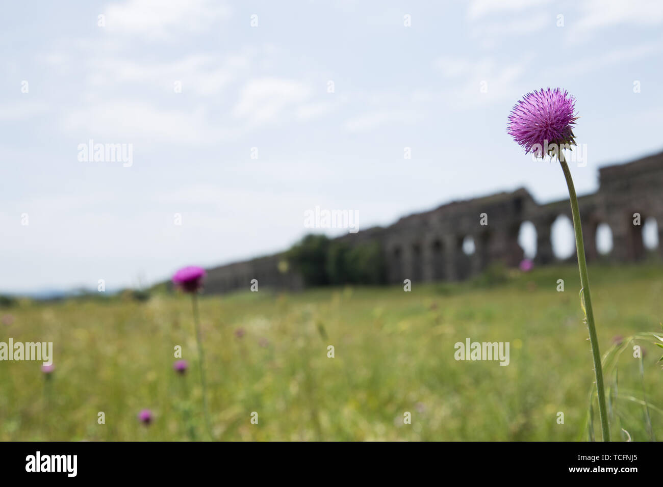 Roma, Italy. 06th June, 2019. Flowery meadows and poppies field at the ...