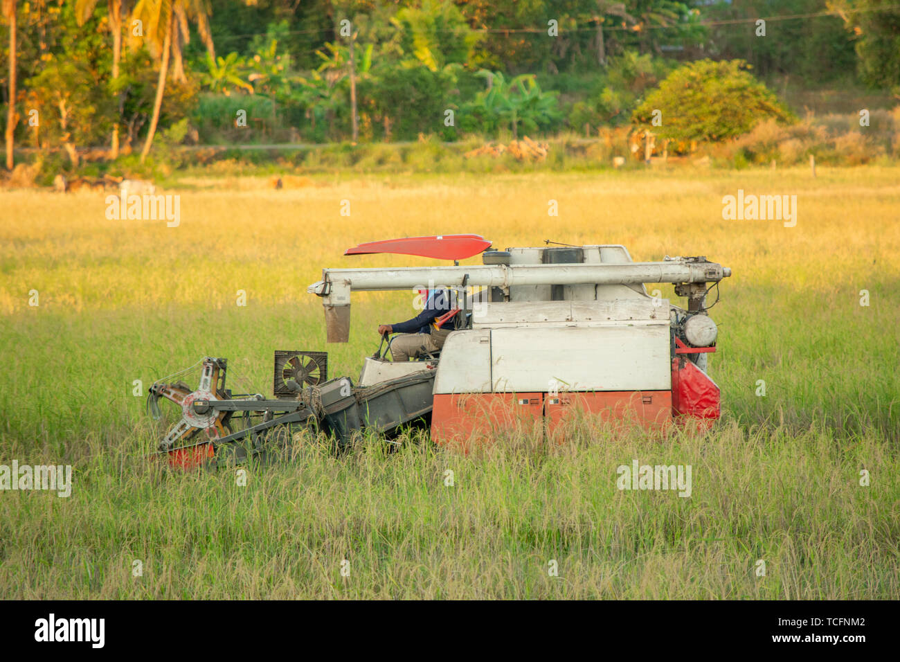 Harvester machine working harvesting rice in the field Stock Photo - Alamy