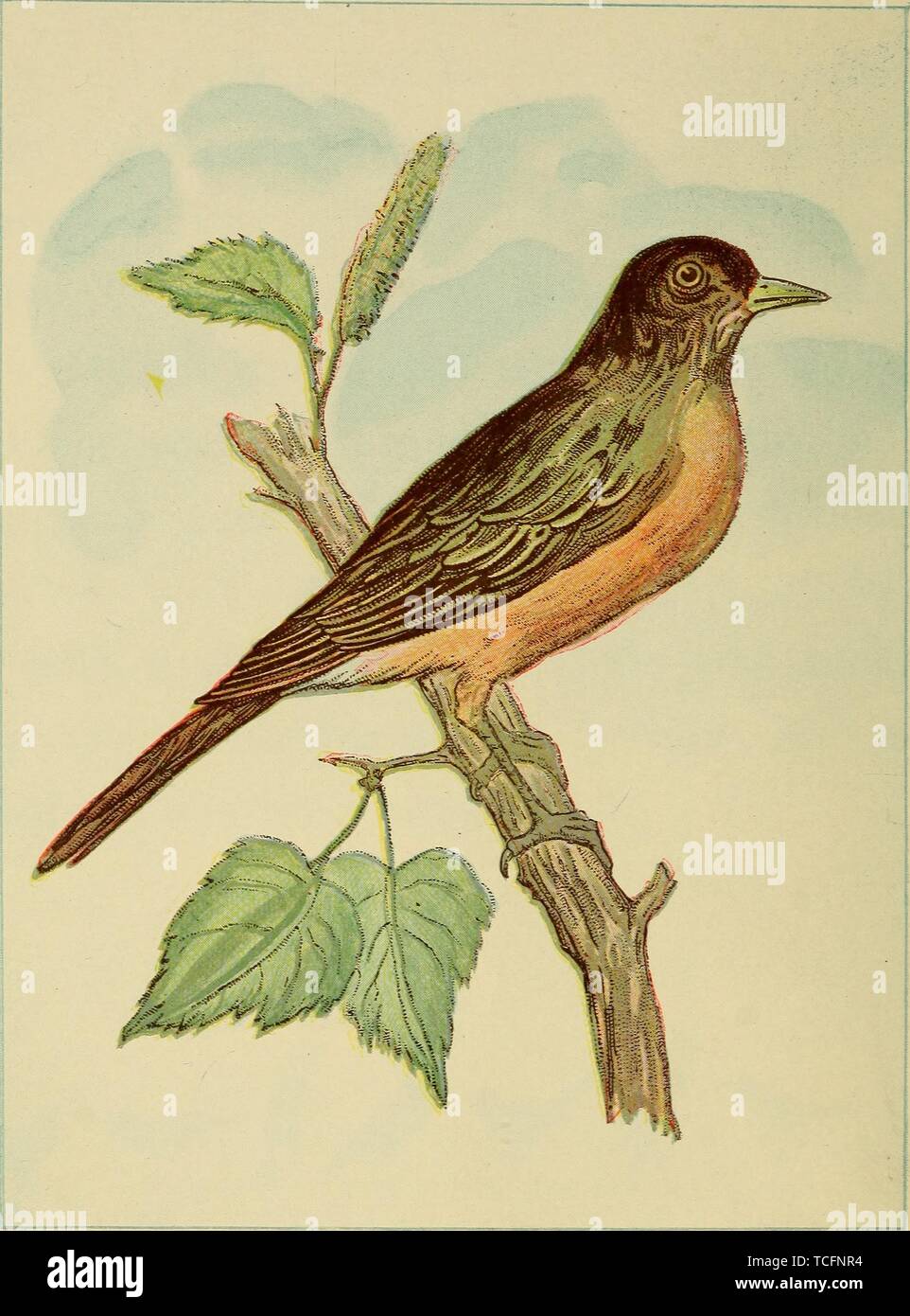 Thrush bird drawing hi-res stock photography and images - Alamy