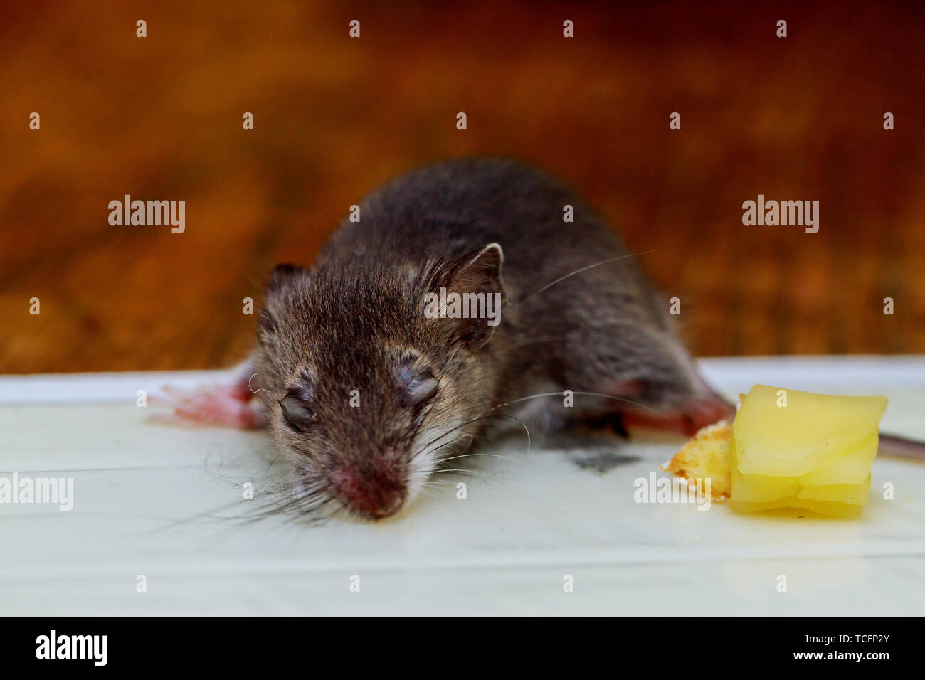 Dead mouse killed in a mouse clue tray trap on wooden floor in home ...