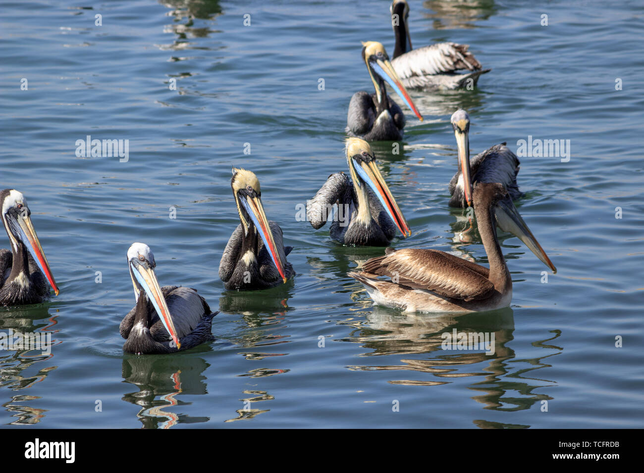 Peruvian avifauna hi-res stock photography and images - Alamy