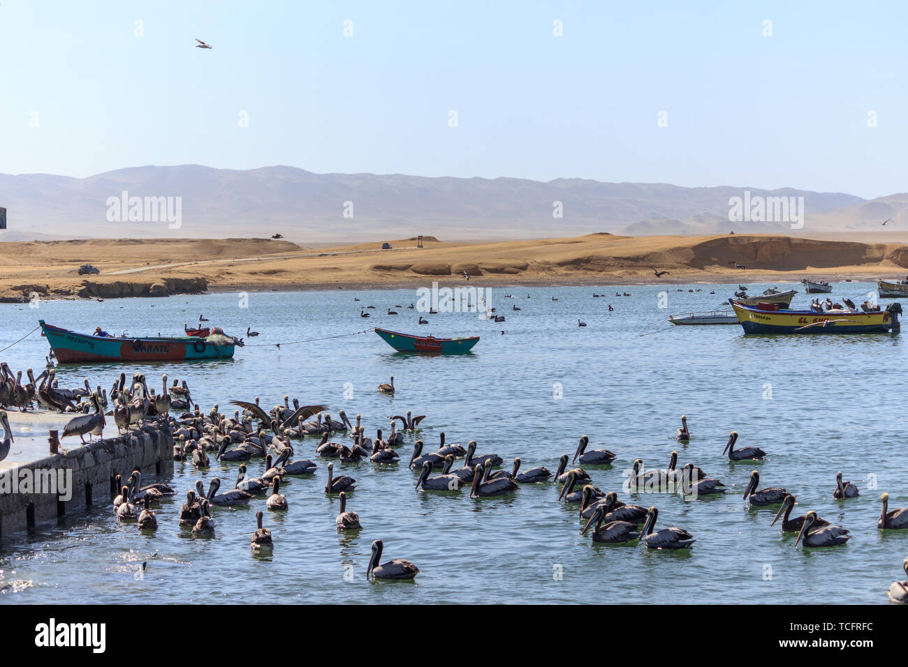 Peruvian avifauna hi-res stock photography and images - Alamy