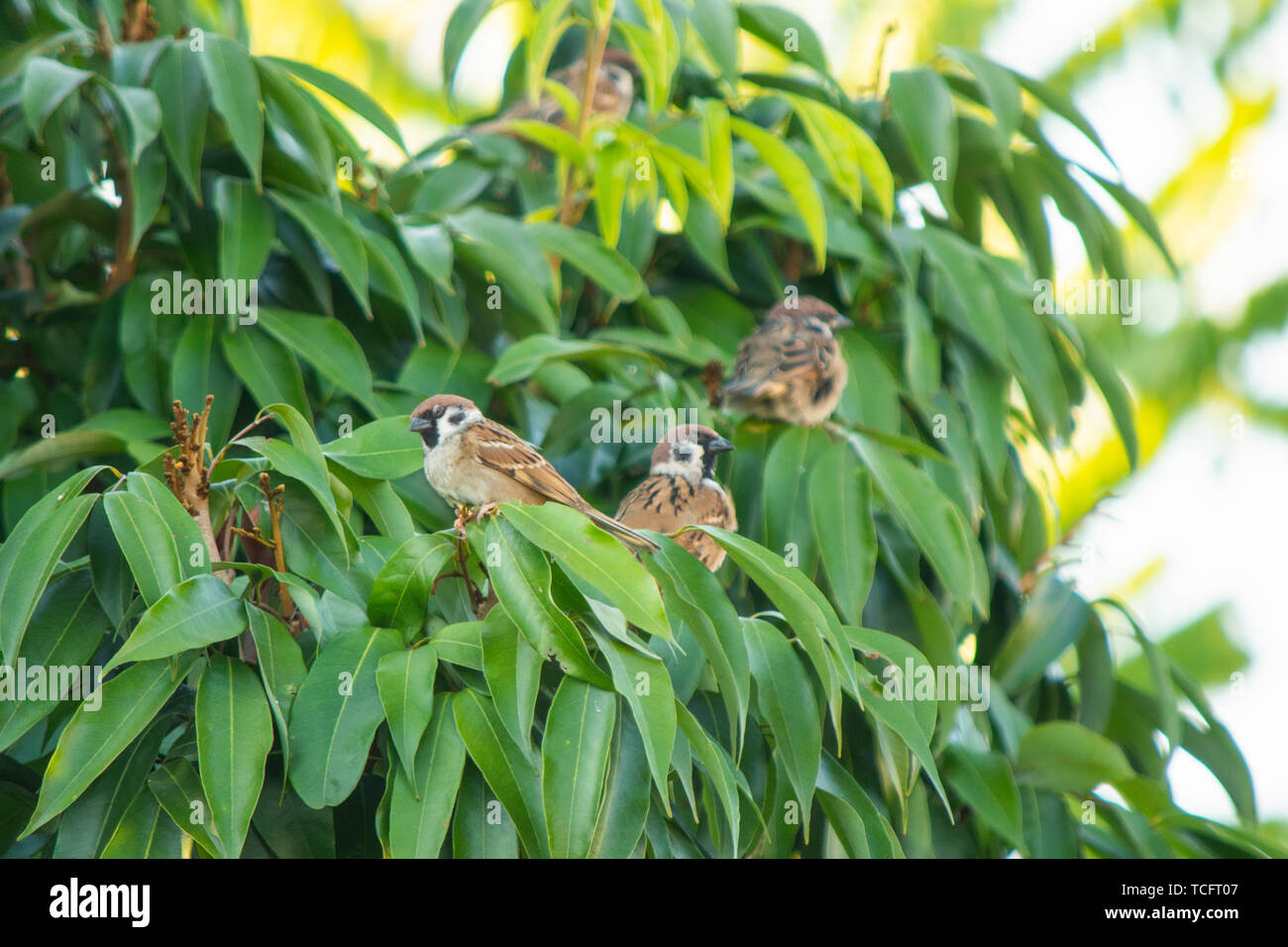 House sparrow panorama hi-res stock photography and images - Alamy