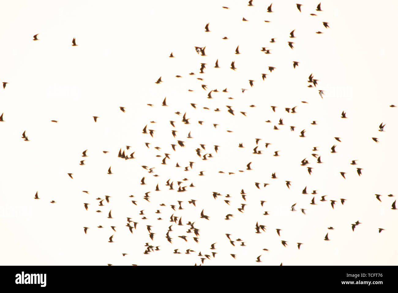 Dry fly silhouette hi-res stock photography and images - Alamy