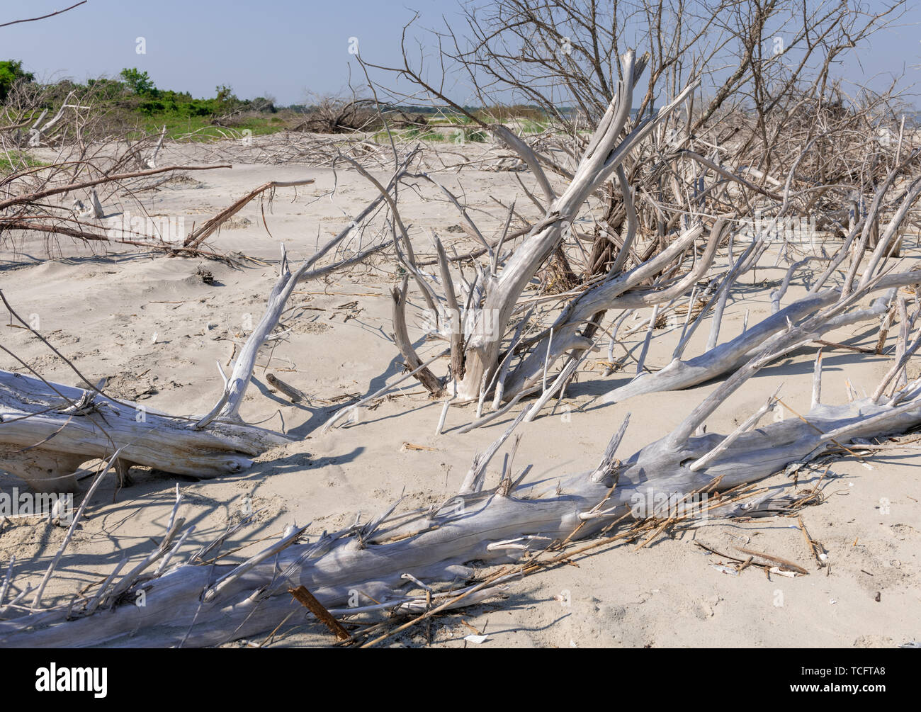 Coastal erosion due to rising sea levels leaves dead tree stumps and ...