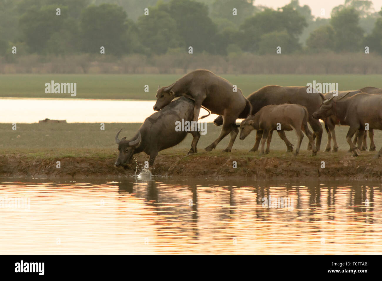 swamp buffalo in peat swamp around lagoon Stock Photo - Alamy