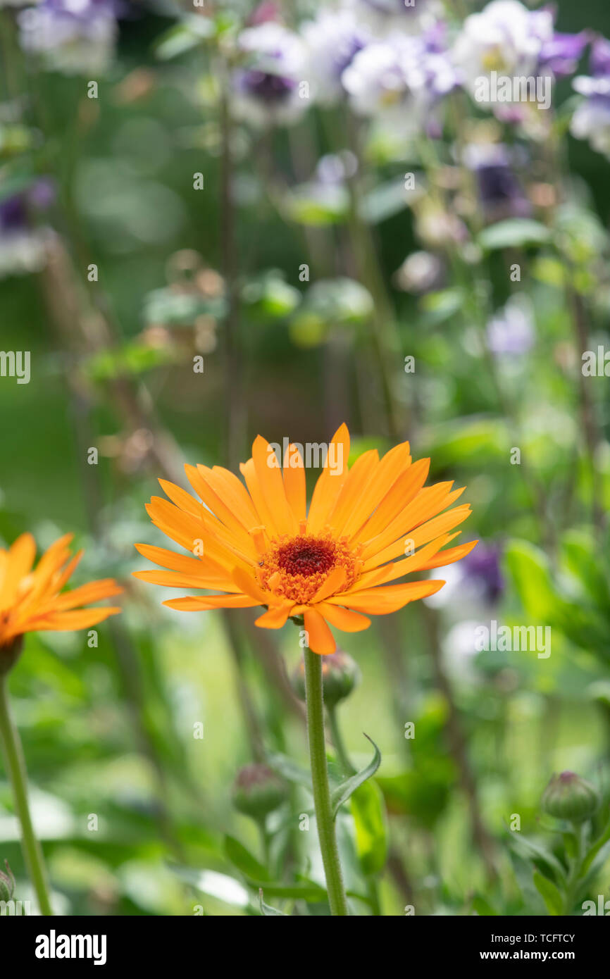 Calendula officinalis. Pot marigold flower Stock Photo - Alamy
