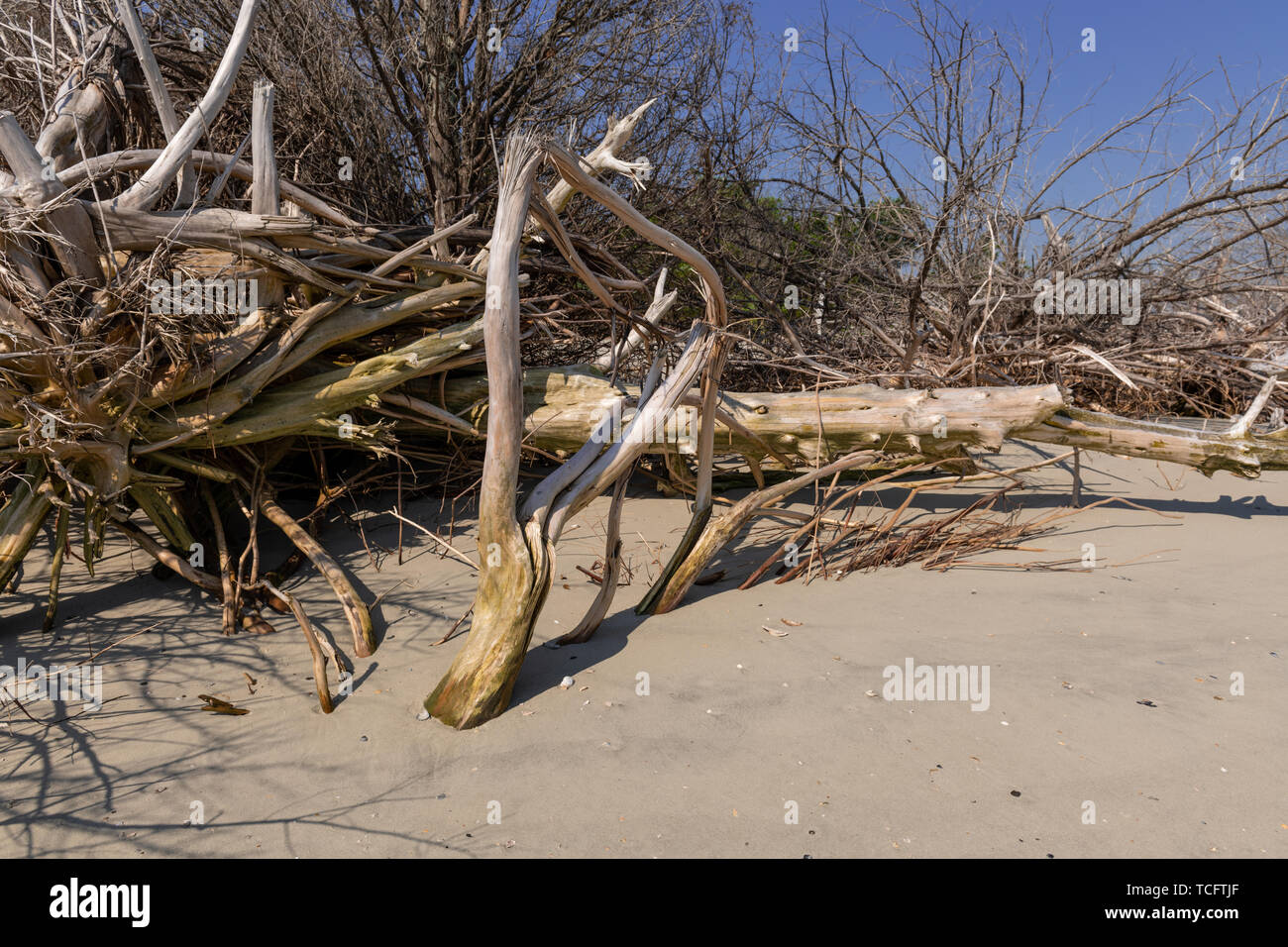 Coastal erosion due to rising sea levels leaves dead tree stumps and ...