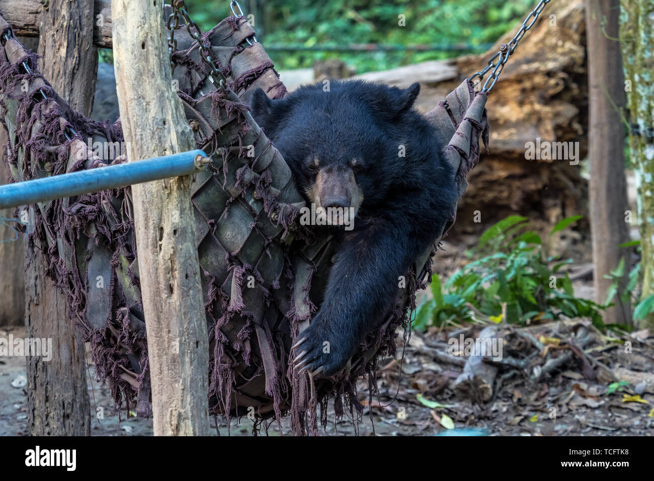 A black bear in animal conservation, Tat Kuang Si waterfalls, Luang ...
