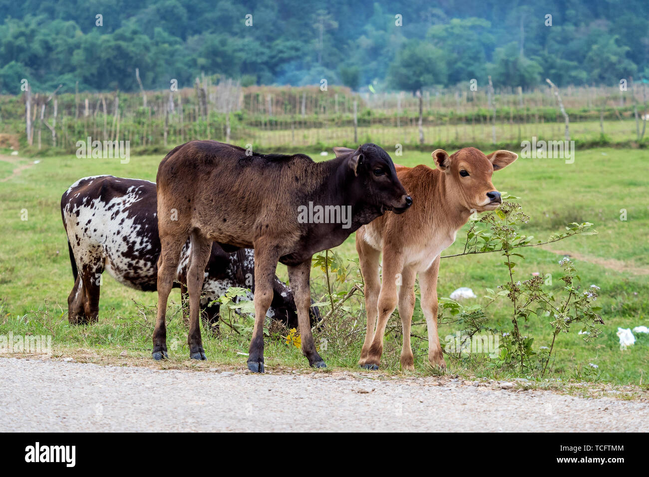 cows in a field near Vang Vieng, Vientiane Province, Laos, Asia Stock ...