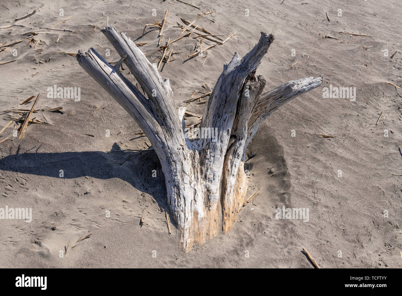 Coastal erosion due to rising sea levels leaves dead tree stumps and ...