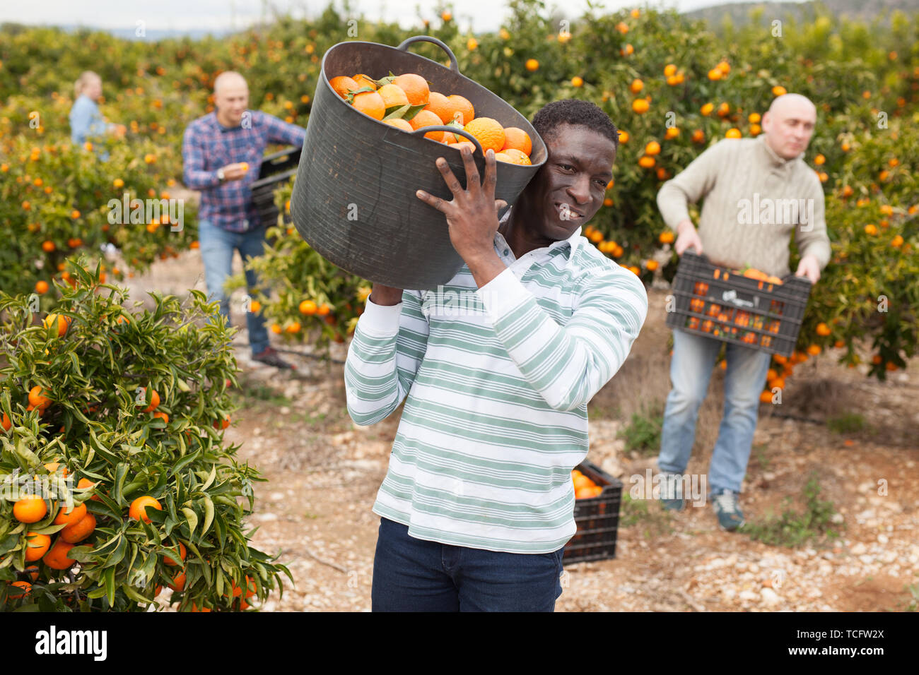 Portrait of positive workers picking mandarins in boxes on farm Stock ...