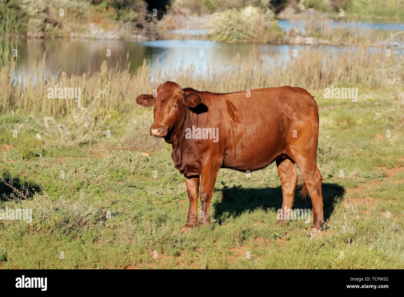 A free-range steer on natural pasture of a rural farm, South Africa ...