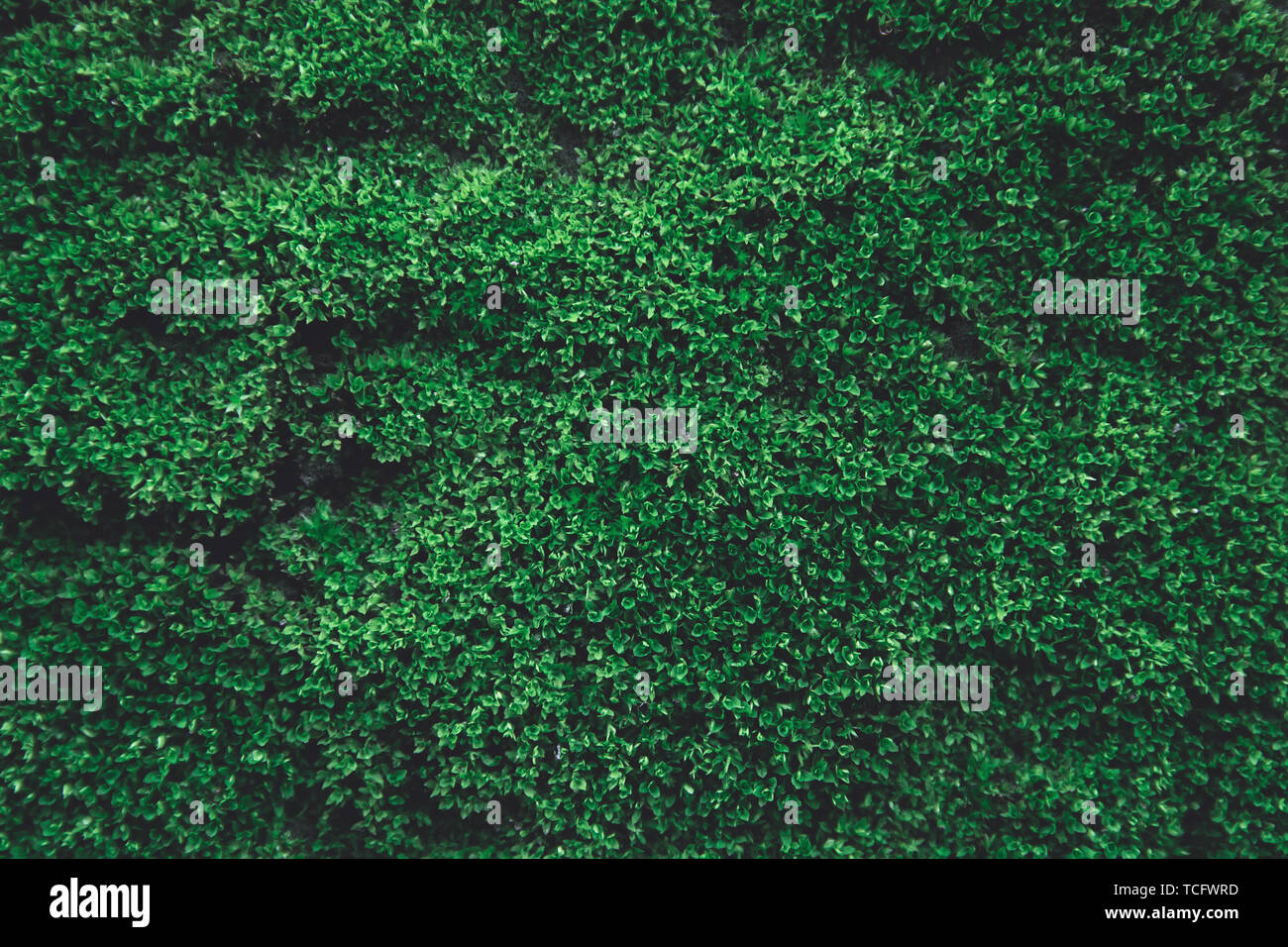 Dark Moss Texture