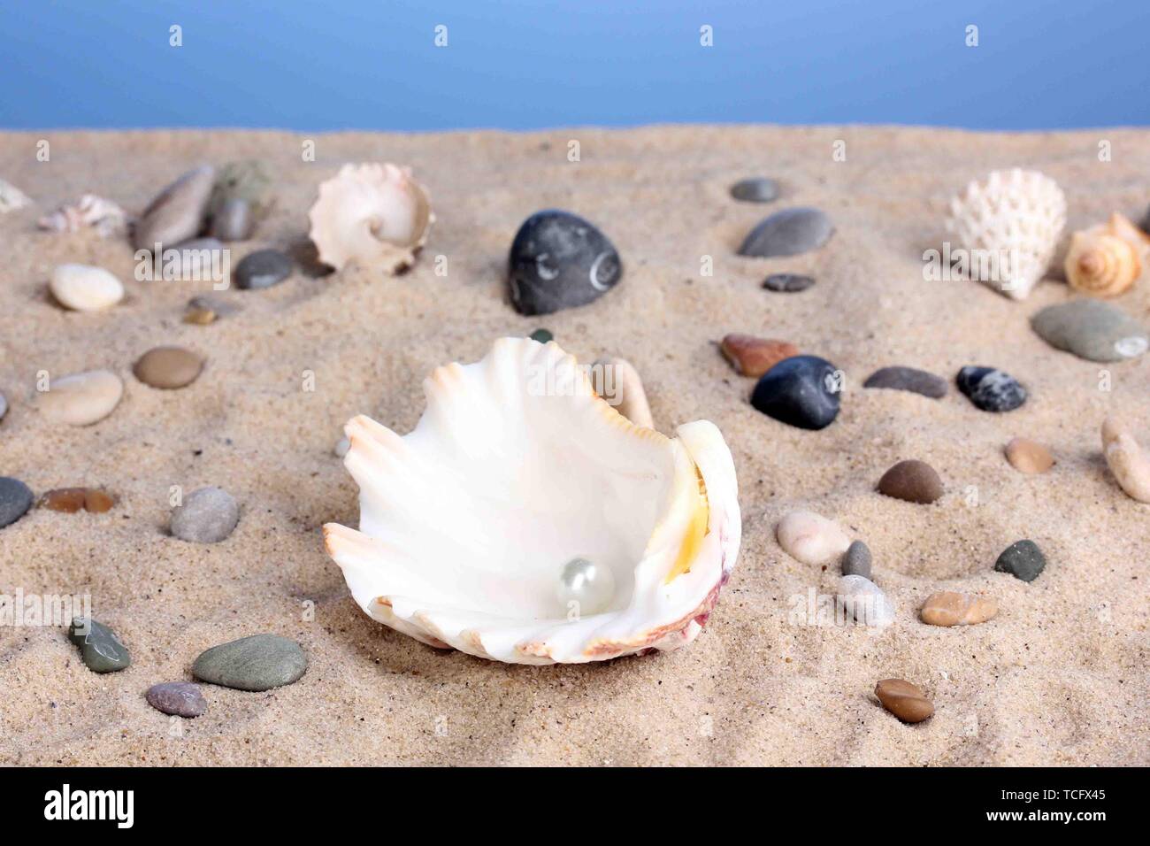 Sea shell with pearl on sand Stock Photo - Alamy