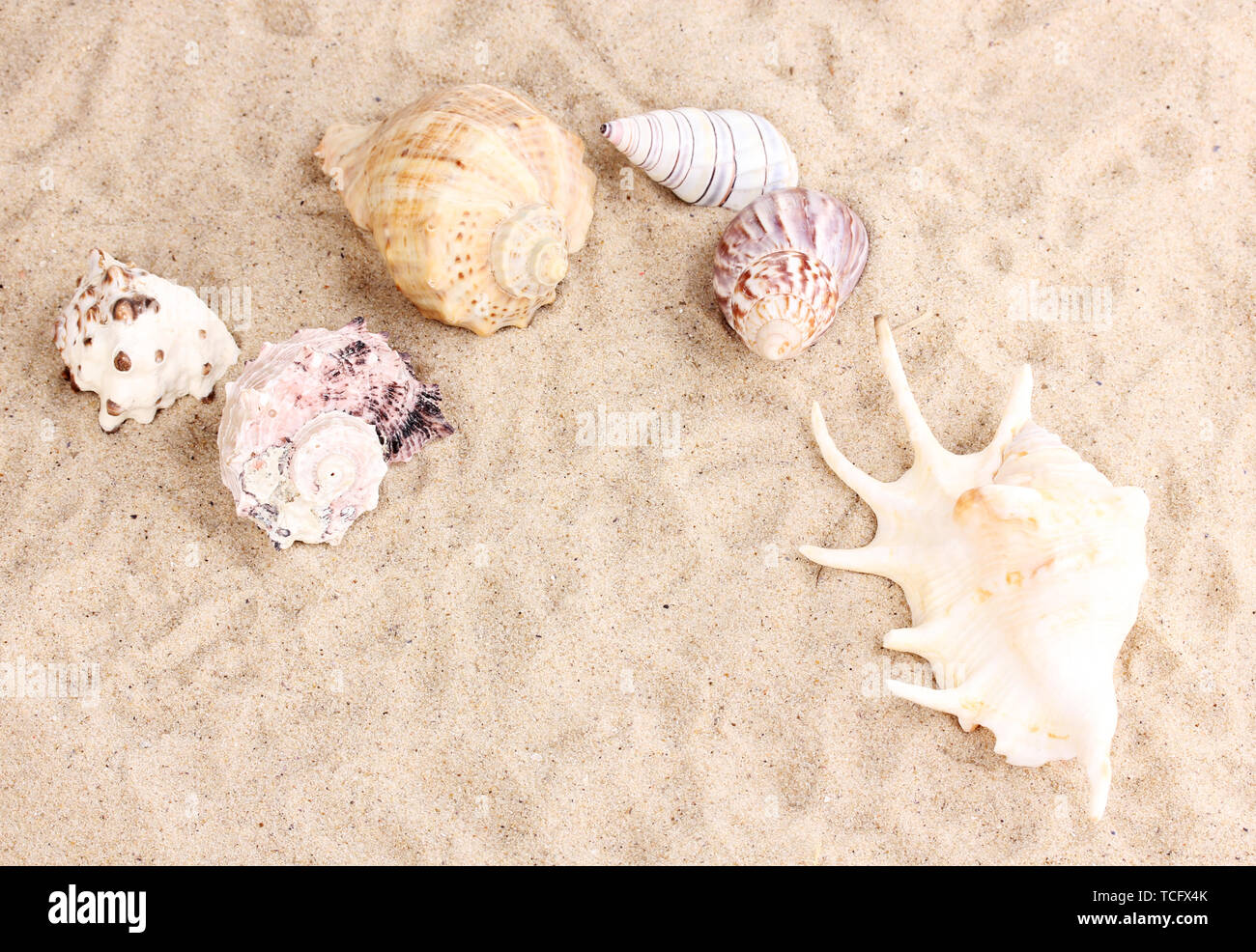Seashells on sand Stock Photo - Alamy