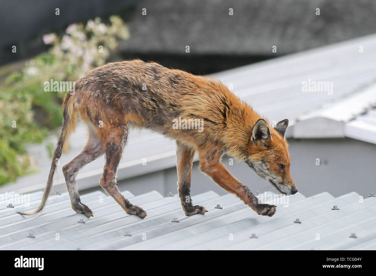 Foxes in london hi-res stock photography and images - Alamy