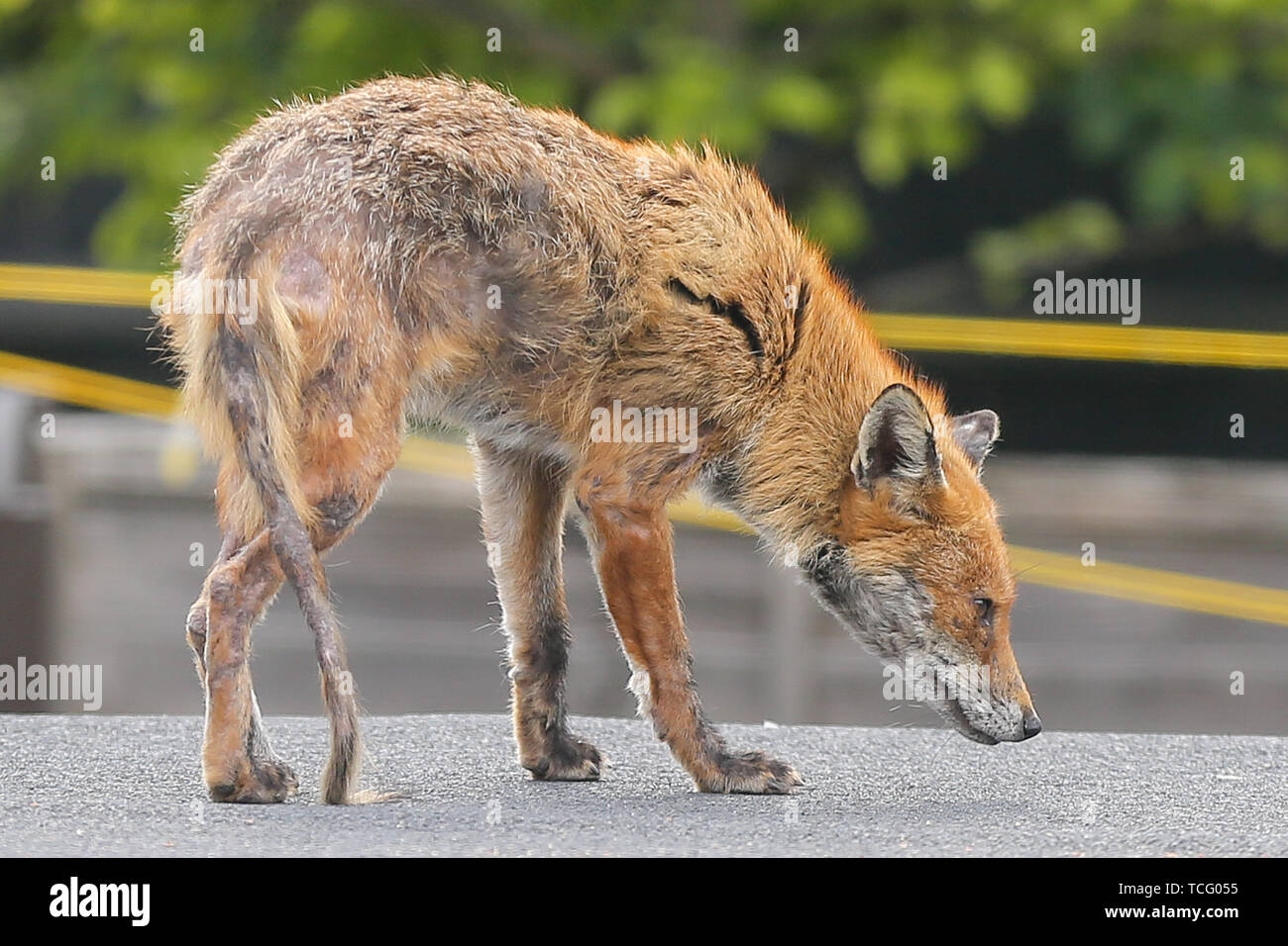 London, UK. 7th June, 2019. An urban fox is seen on a garden shed in ...