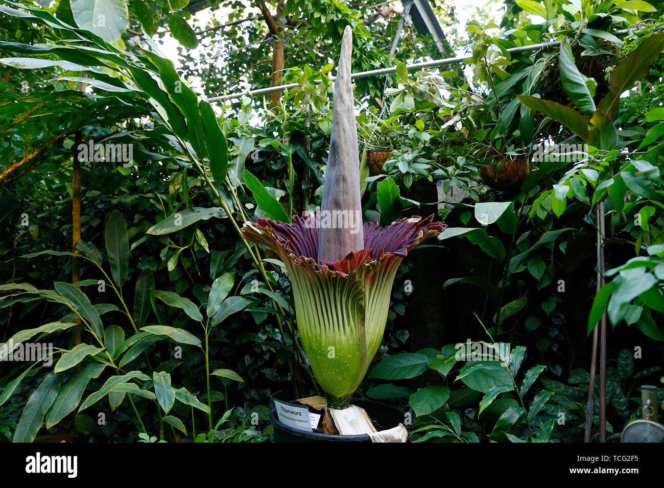 Bayreuth, Germany. 07th June, 2019. A titanium root (Amorphophallus ...
