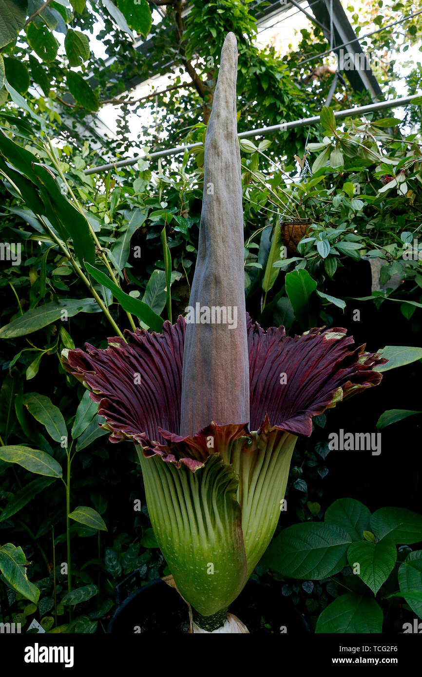 Bayreuth, Germany. 07th June, 2019. A titanium root (Amorphophallus ...