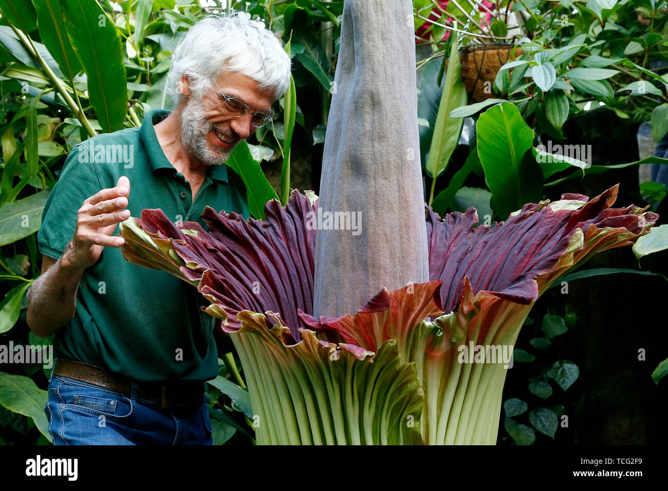 Amorphophallus titanium High Resolution Stock Photography and Images ...