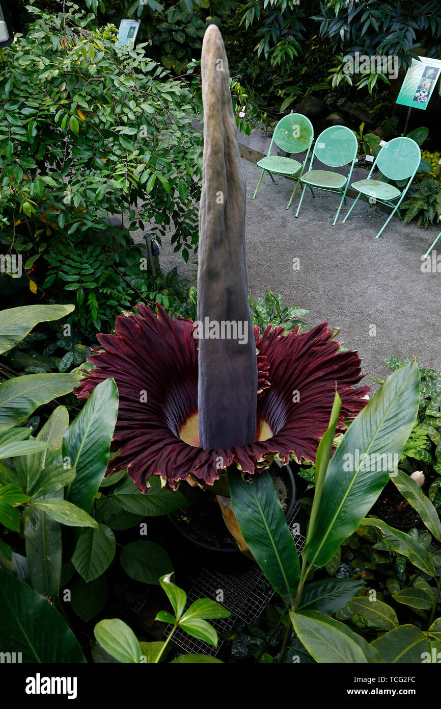 Bayreuth, Germany. 07th June, 2019. A titanium root (Amorphophallus ...