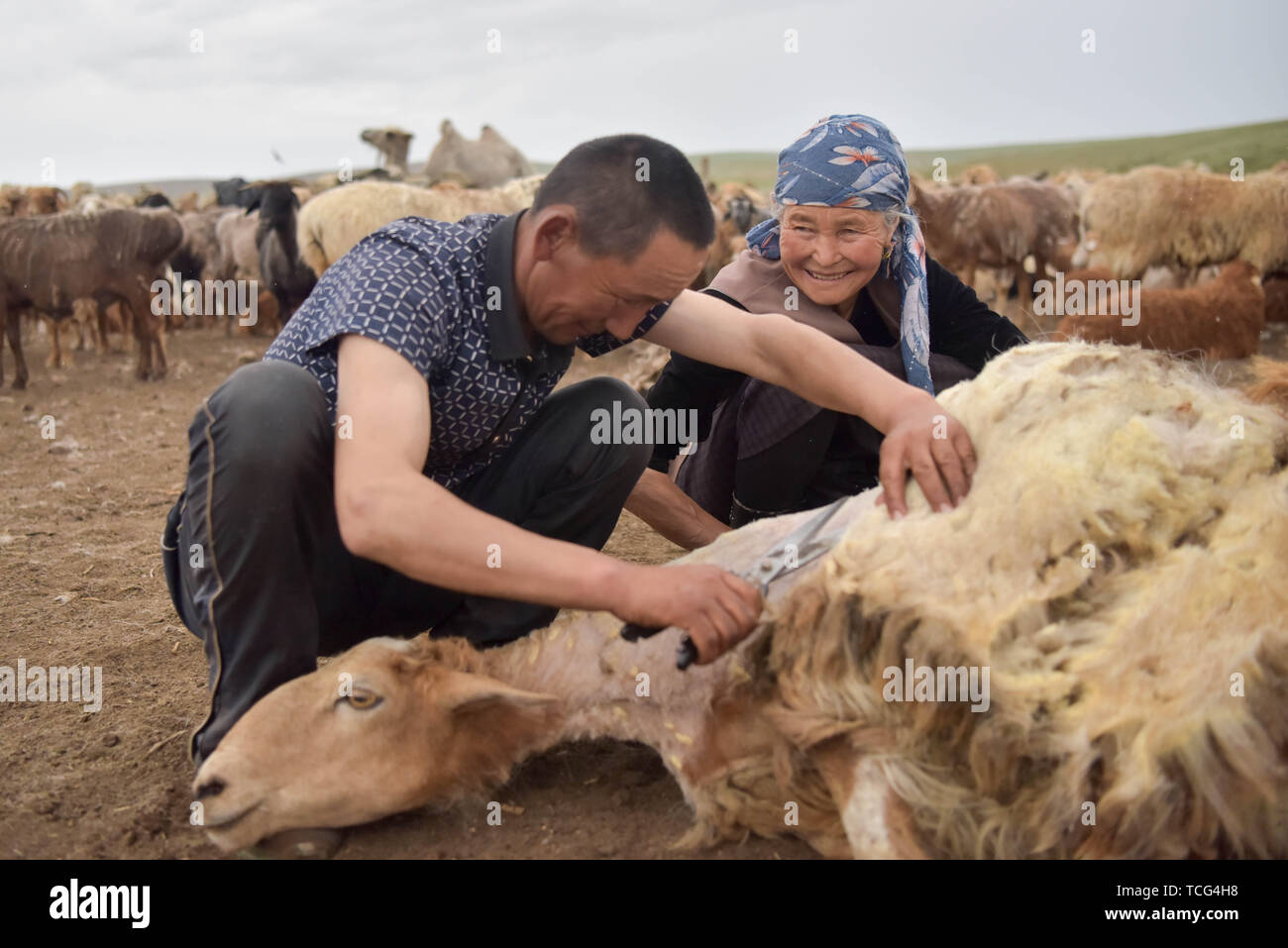 Altay sheep hi-res stock photography and images - Alamy