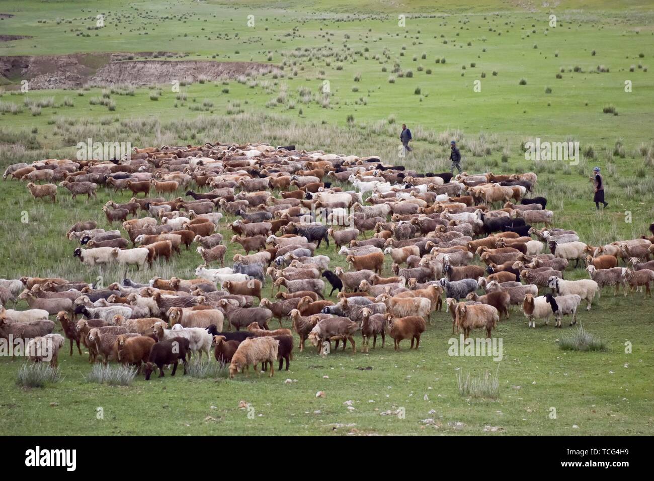 Altay sheep hi-res stock photography and images - Alamy
