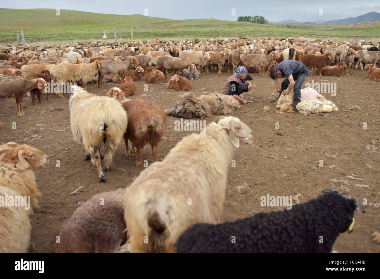 Altay sheep hi-res stock photography and images - Alamy