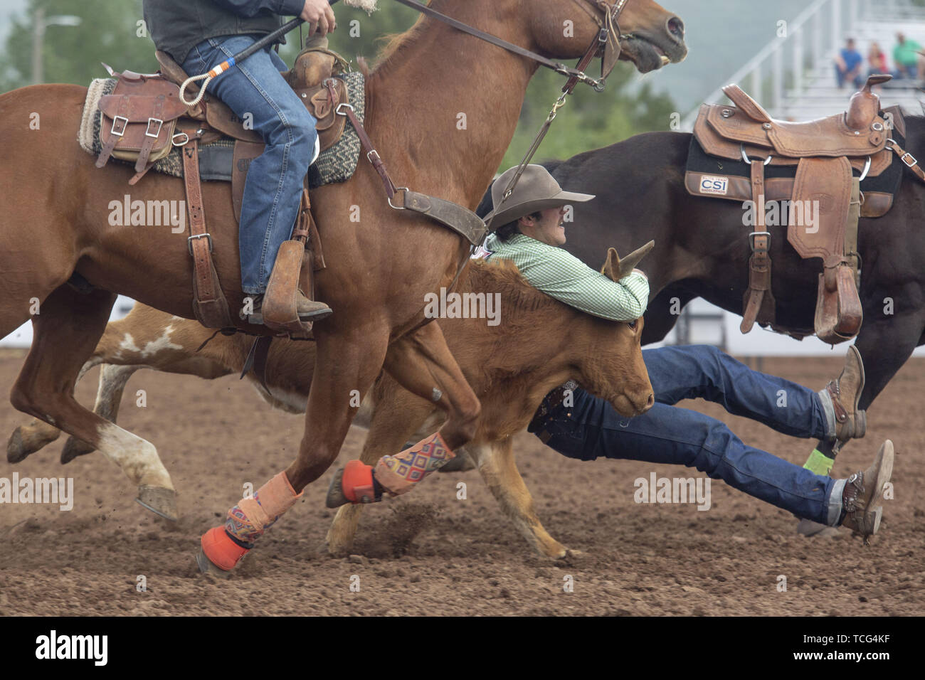 Goat tying hi-res stock photography and images - Alamy