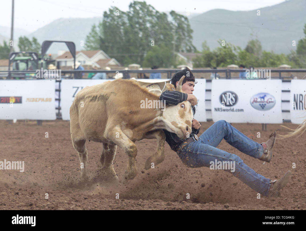 Goat roping hi-res stock photography and images - Alamy
