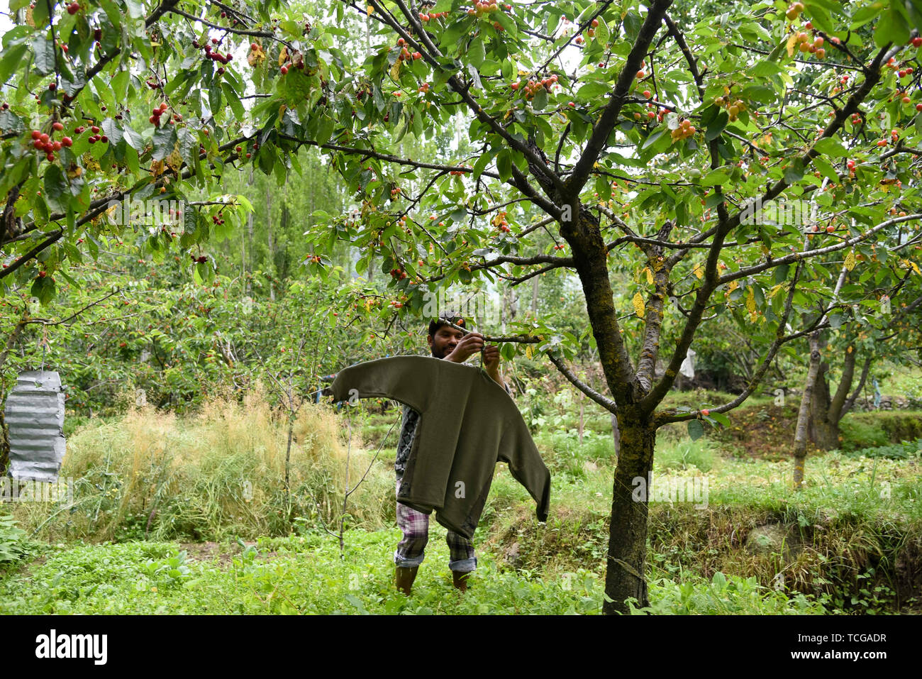 Indian scarecrow hi-res stock photography and images - Alamy