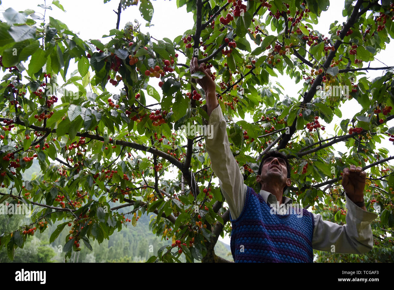 Kashmiri cherries hi-res stock photography and images - Alamy
