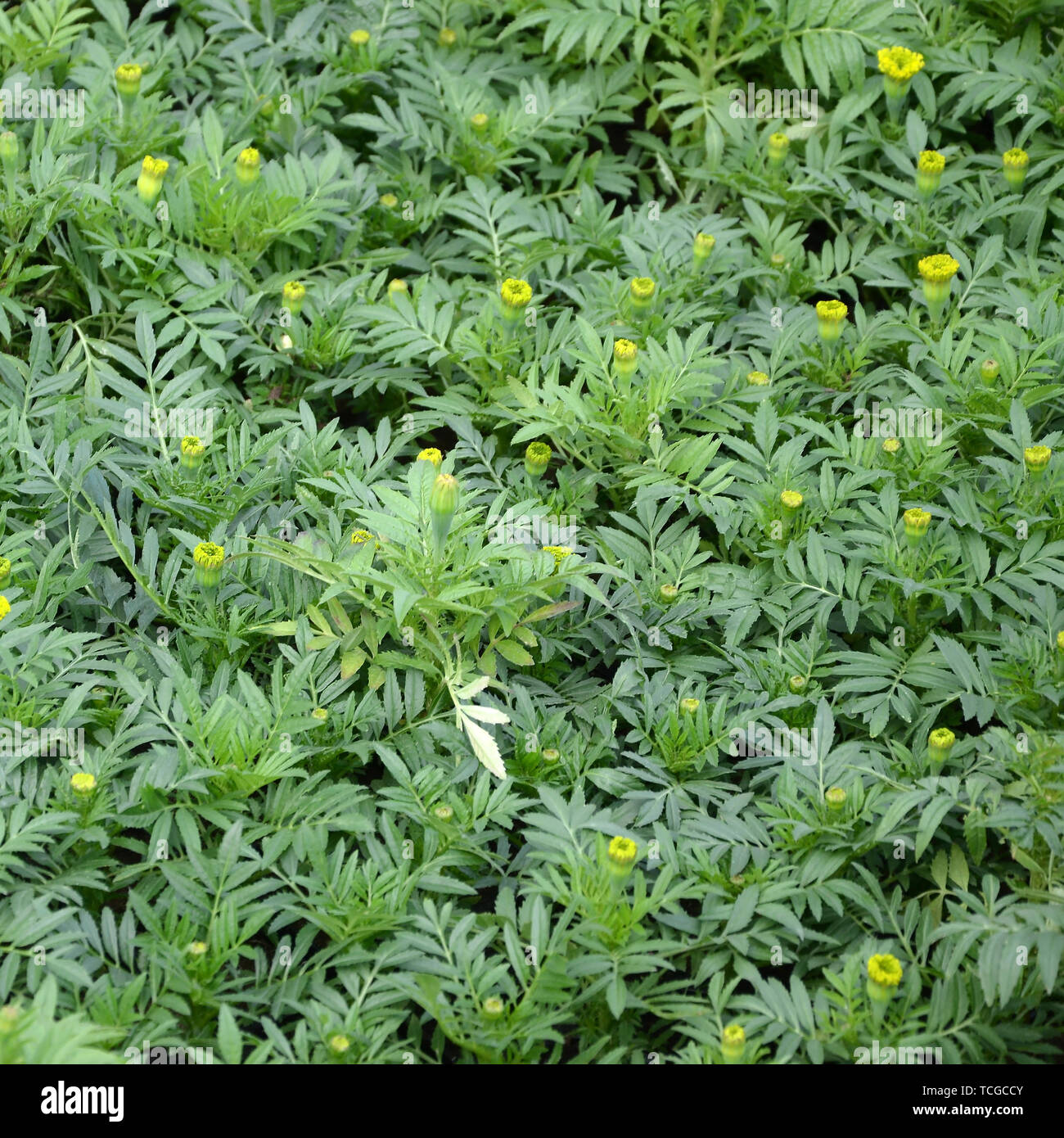 Unblossomed flower hi-res stock photography and images - Alamy