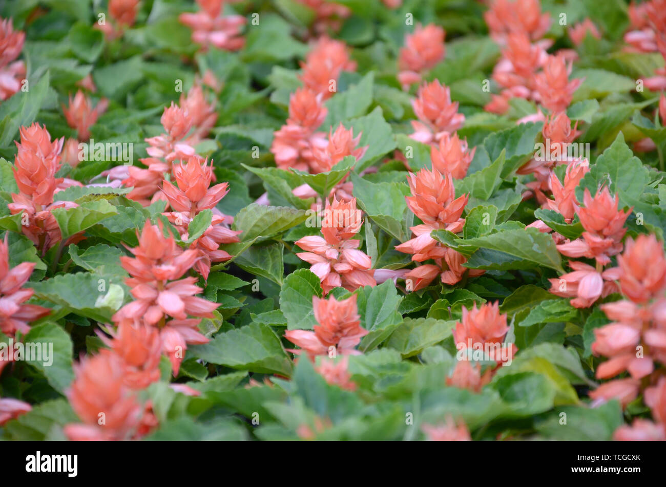 Red flowers Salvia splendens heat loving plants. Annual plant of ...