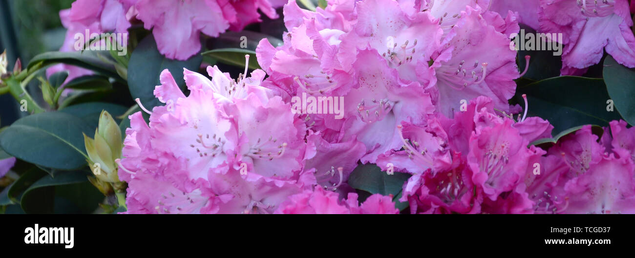 A large bush blooming Rhododendron in the botanical garden. Many pink ...