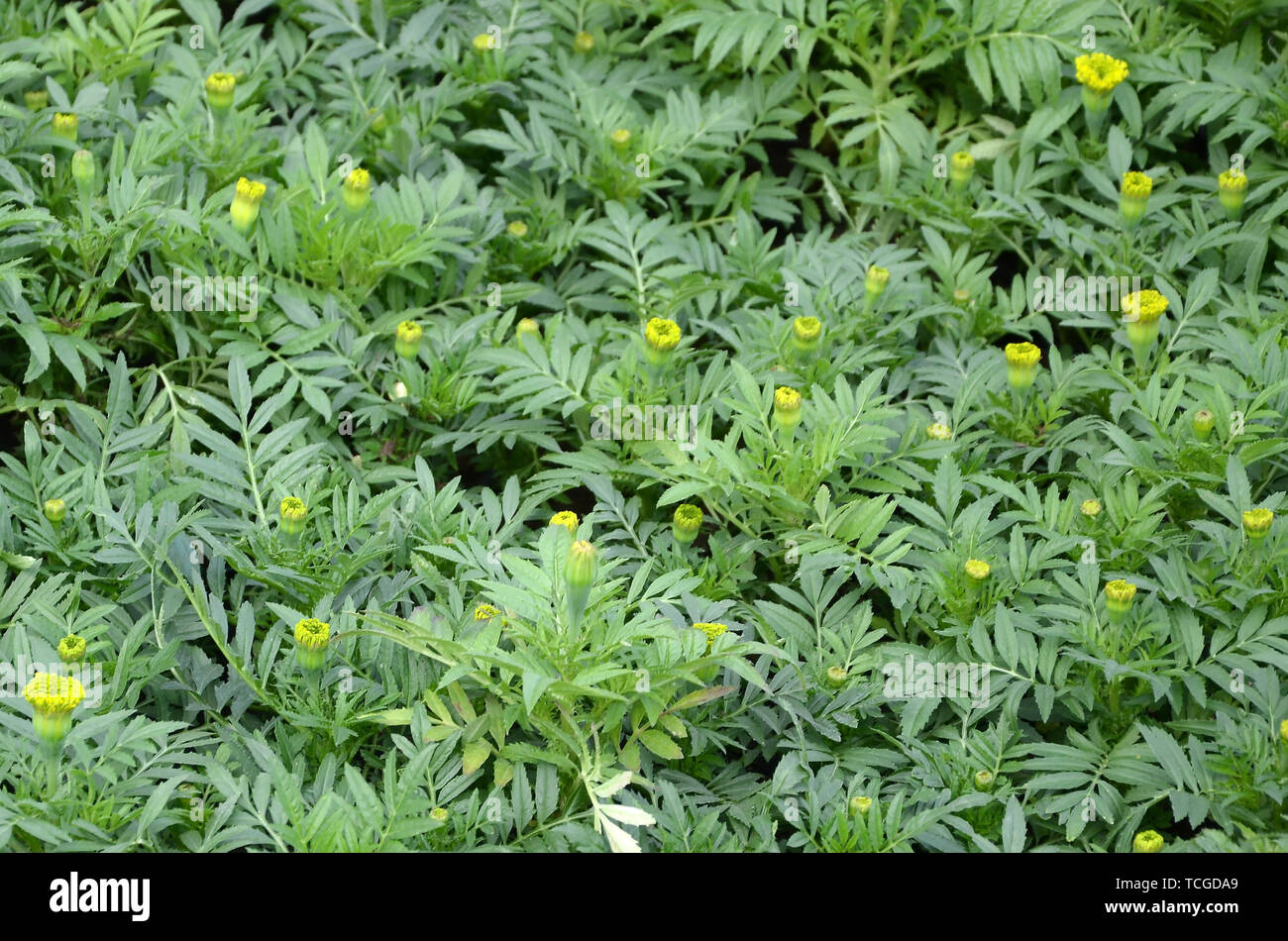 Unblossomed flower hi-res stock photography and images - Alamy