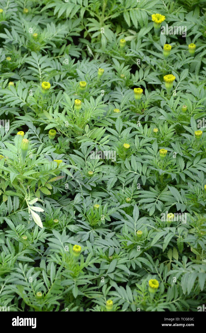 Unblossomed flower hi-res stock photography and images - Alamy