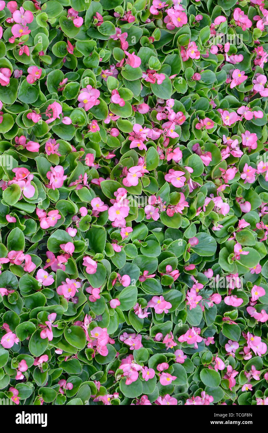 Cover photo of pink begonia flowers. Floral pattern. Flower background ...