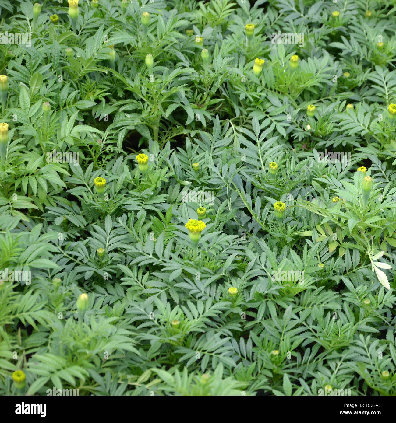 Unblossomed Marigolds Tagetes erecta, Mexican marigold or Aztec ...
