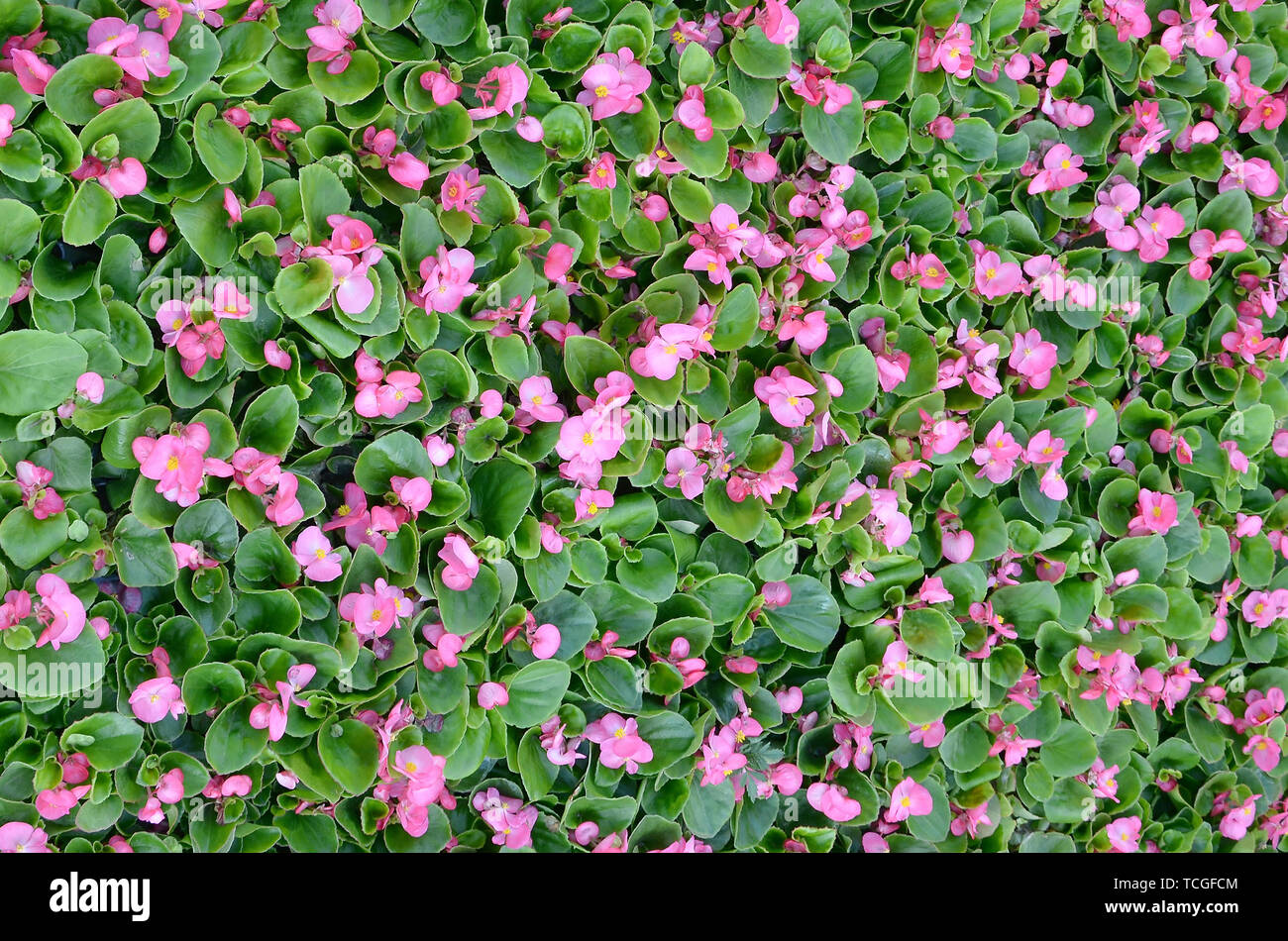 Cover photo of pink begonia flowers. Floral pattern. Flower background ...