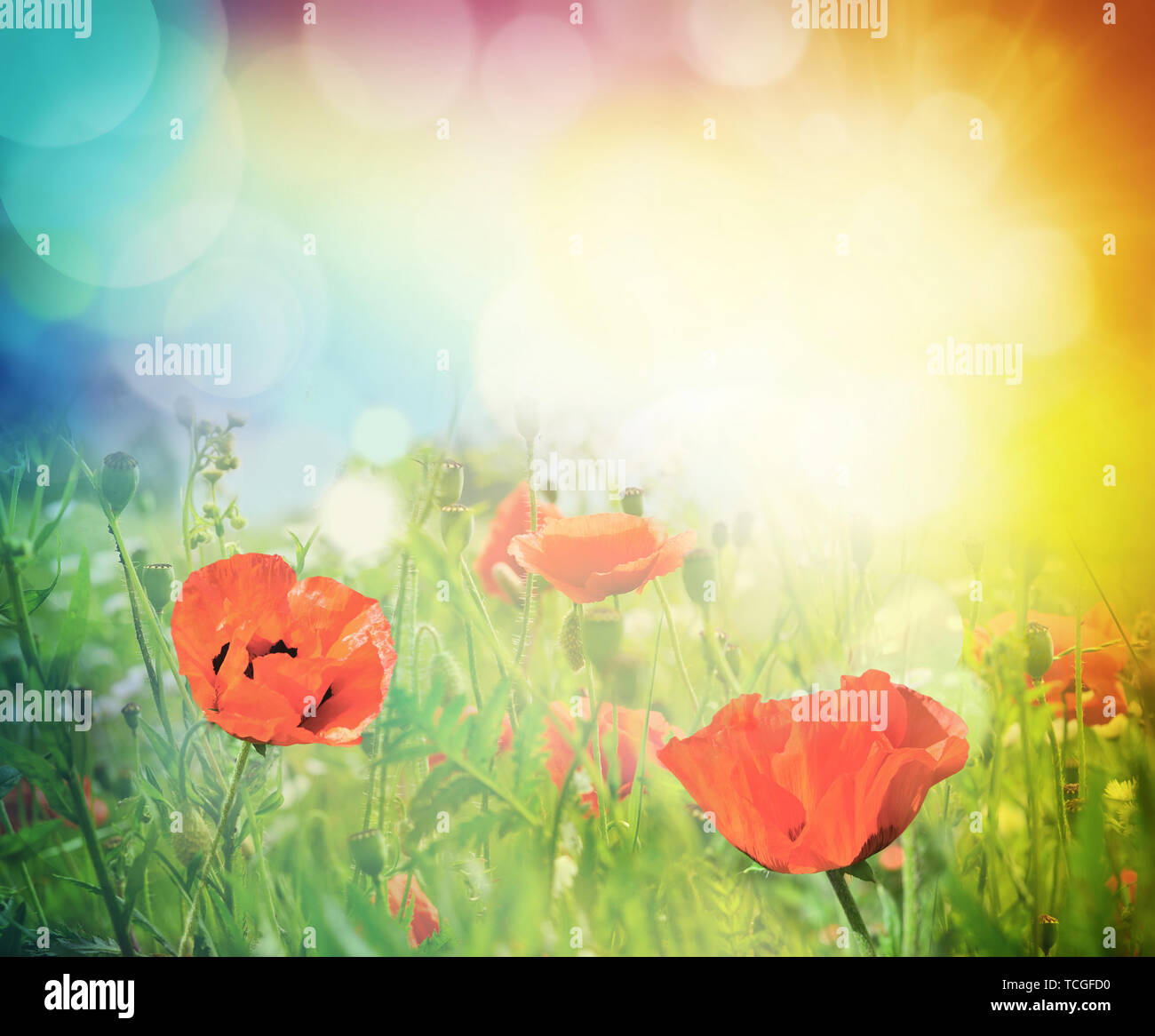 Soft light effect hi-res stock photography and images - Alamy