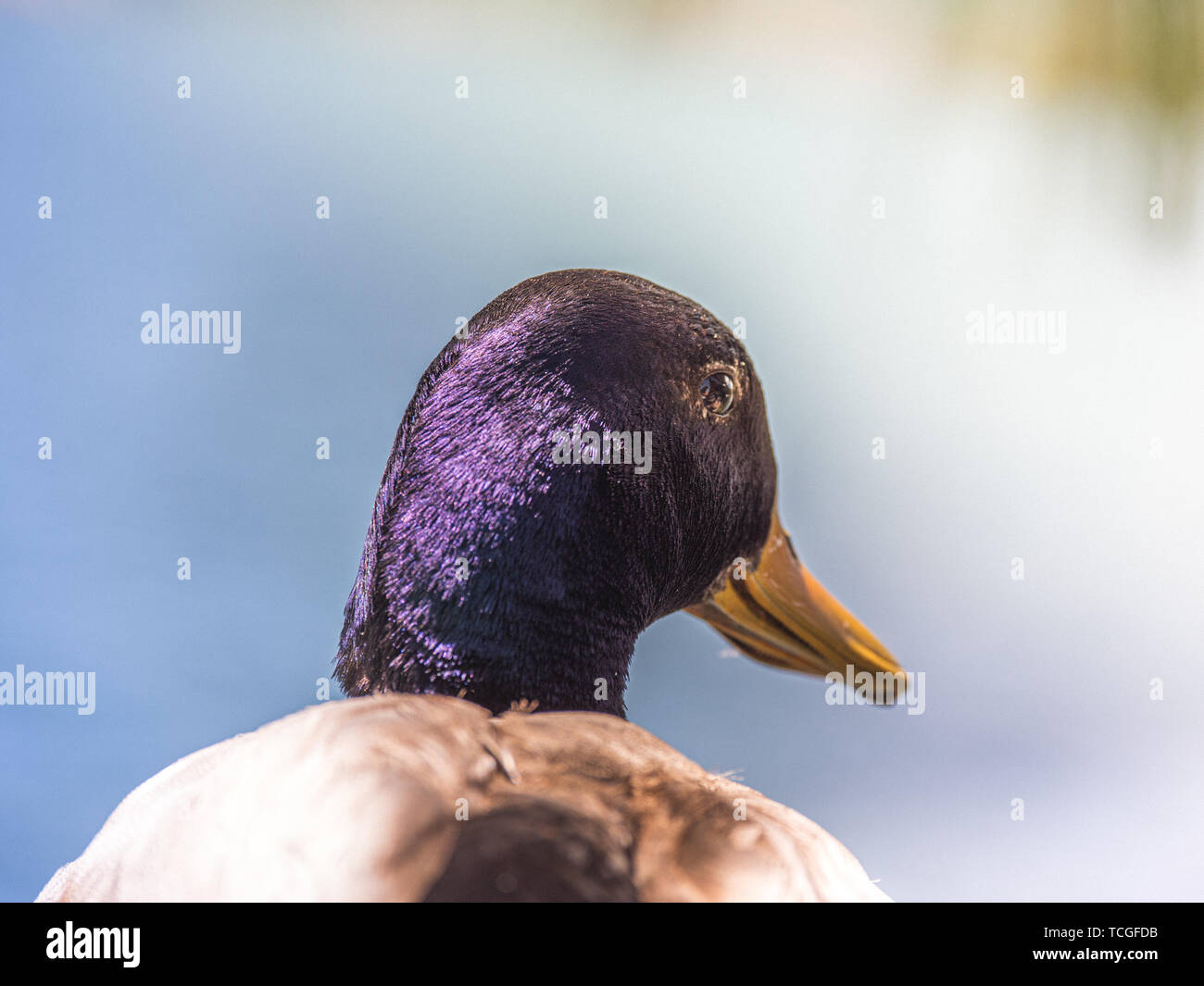 Close up duck male head hi-res stock photography and images - Alamy
