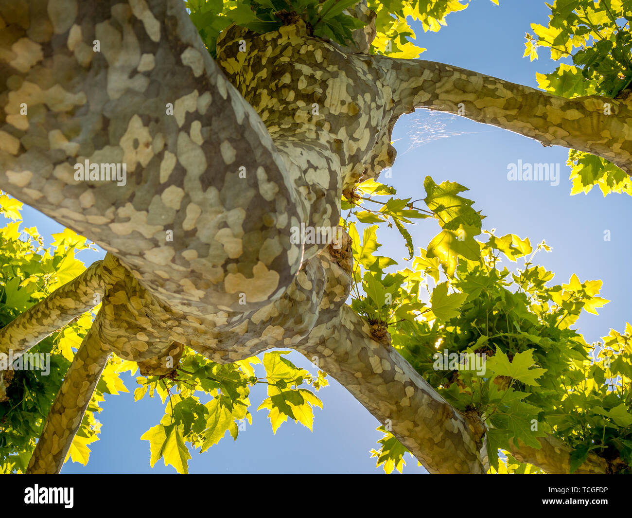 Image of a bottom up view along a big tree Stock Photo - Alamy
