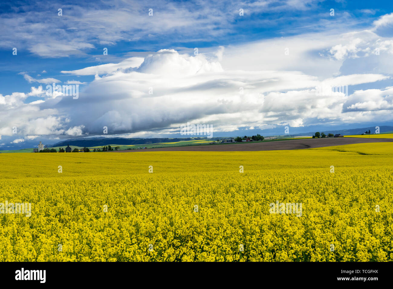 A blooming canola field near Grangeville, Idaho, USA, America Stock ...